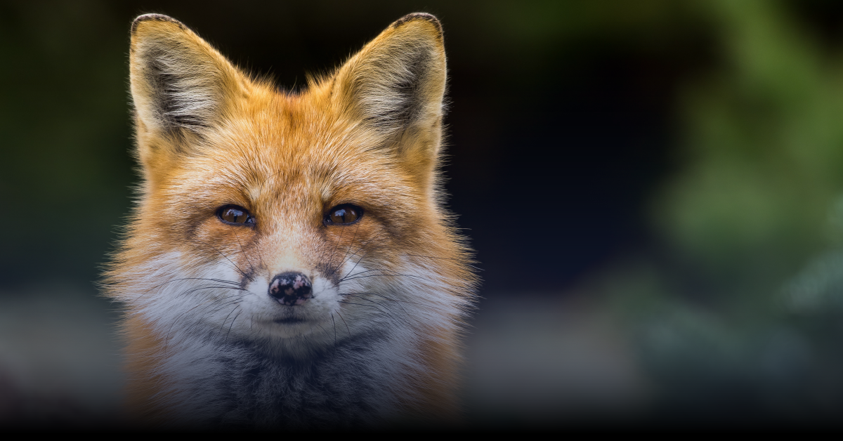 Foxy MetaMask-Themed Phishing Email Targets Crypto Wallets